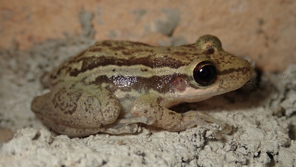 Red Snouted Tree Frog from Upper Takutu-Upper Essequibo, Guyana on ...
