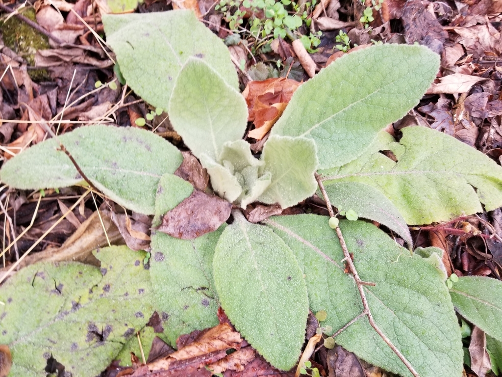 great mullein from Sykesville, MD 21784, USA on January 05, 2021 at 01: ...