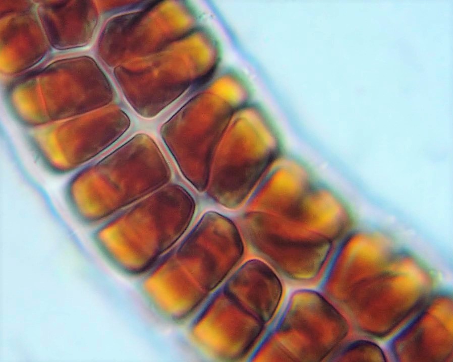red algae (Rhodophyta) - Botanical Realm
