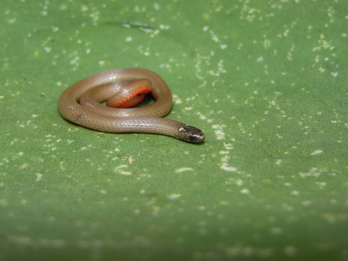 Speckled Dwarf Short-tail Snake (Tantillita brevissima) · iNaturalist
