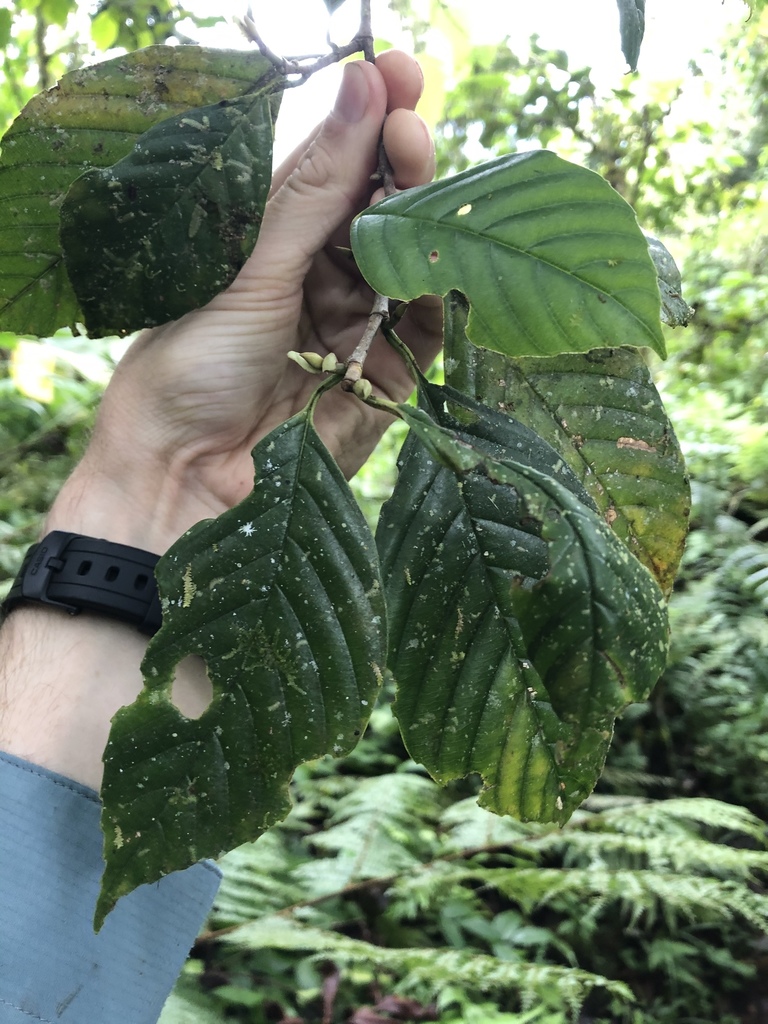 Ticodendron incognitum in January 2021 by Richard Joyce · iNaturalist