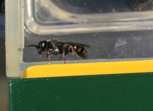 Pison marginatum · iNaturalist