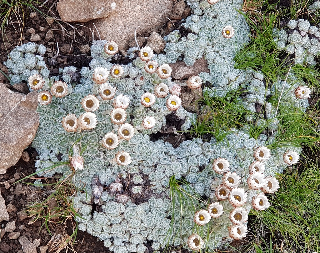 Helichrysum milfordiae from Hodgson's Peaks, Mkhomazi Wilderness area ...