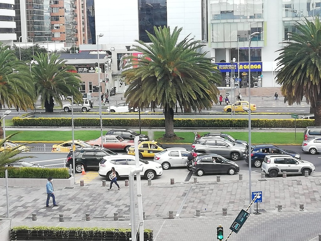Canary Island palm from Quito, Ecuador on November 29, 2020 at 04:29 PM ...