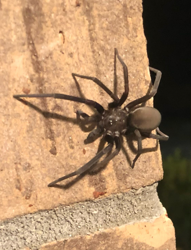 Southern House Spider from Clanton on January 5, 2021 at 02:52 AM by ...