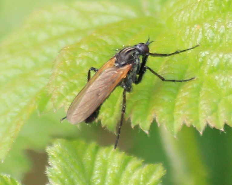 Empis tessellata from Netherton, Dudley, UK on May 08, 2020 at 09:27 AM ...