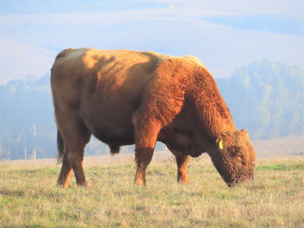 Bison × Cattle Hybrid (Bison bison × Bos taurus) - Know Your Mammals