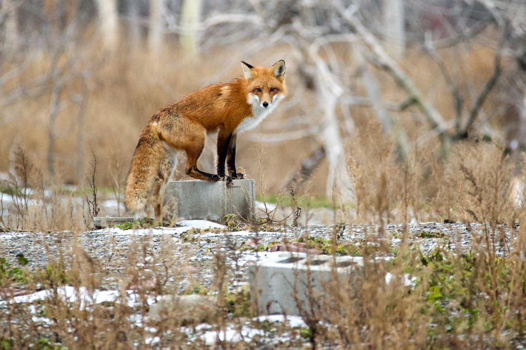 Red Fox from Tommy Thompson Park, Toronto, ON on January 5, 2021 at 03: ...