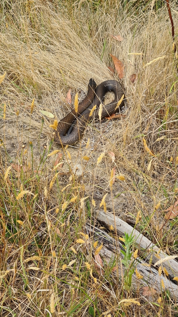 Eastern Tiger Snake from Parawa SA 5203, Australia on January 06, 2021 ...