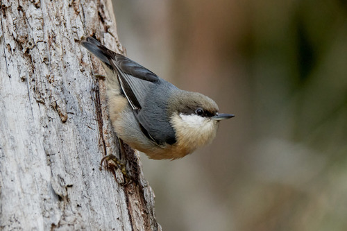 Subspecies Sitta pygmaea pygmaea · iNaturalist