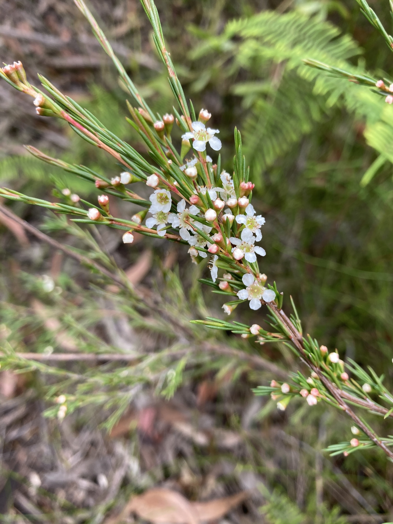 Baeckea linifolia Rudge