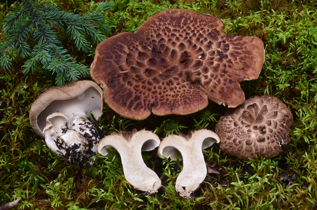 shingled hedgehog from Kenai Peninsula Borough, AK, USA on August 28 ...