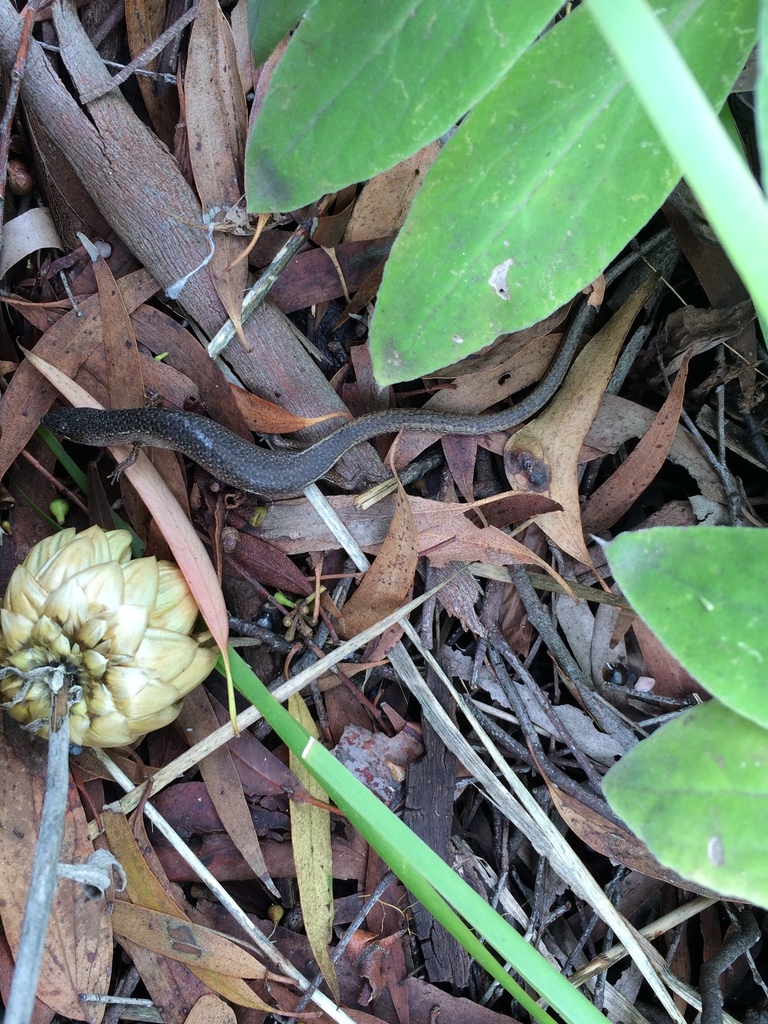 Southern Weasel Skink from Frankston South VIC, Australia on January 06 ...