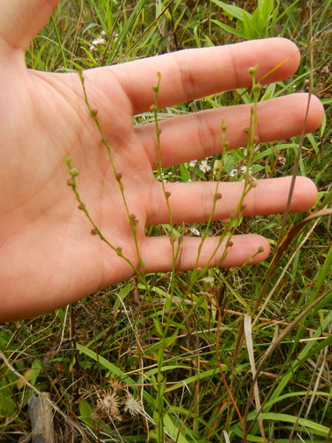 Stiff Yellow Flax (Variety Linum medium medium) · iNaturalist