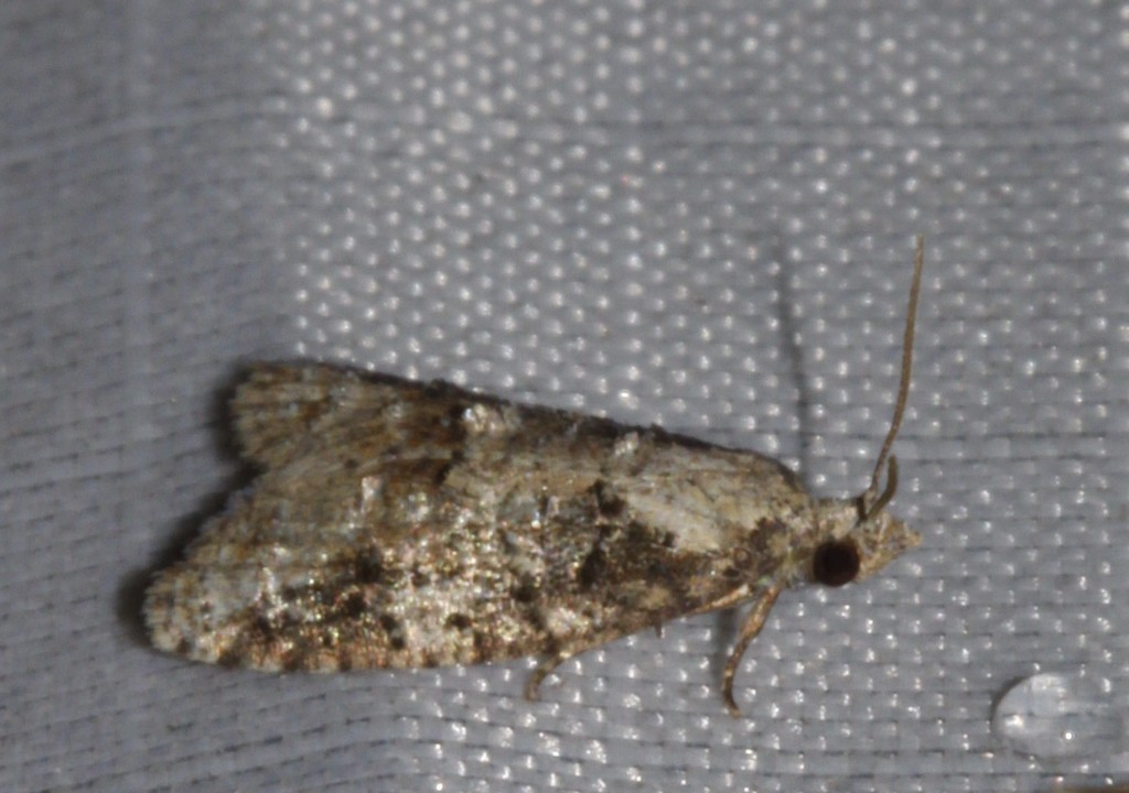 Exasperating Platynota Moth from Le Rocher-Percé, QC, Canada on August ...