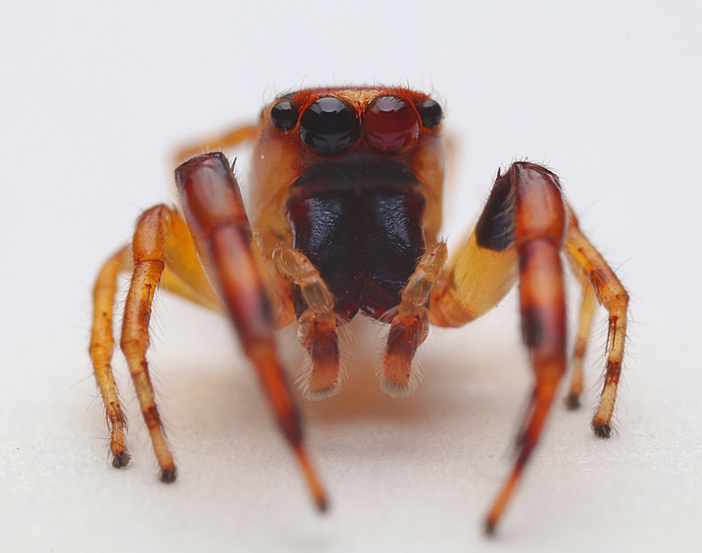 Trite from Kaeo, New Zealand on January 6, 2021 at 11:00 PM by Tom ...