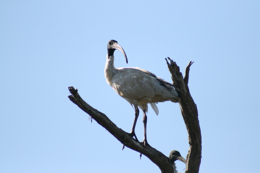 Australian White Ibis from Albany, AU-WA, AU on January 06, 2021 at 08: ...