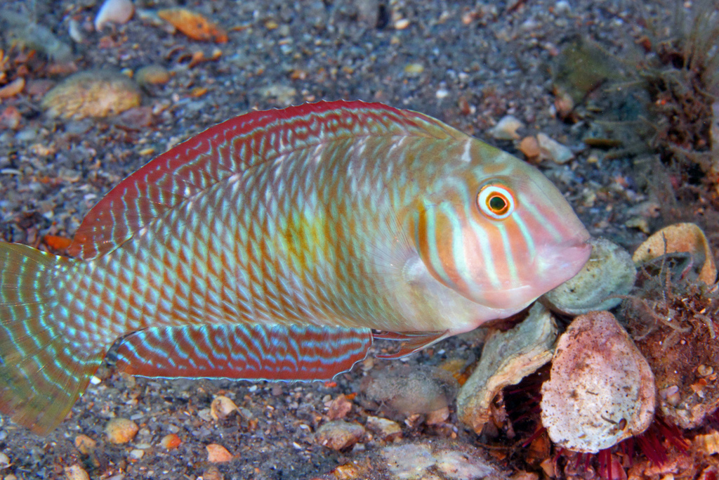 Green Razorfish (Xyrichtys splendens) - Marine Life Identification
