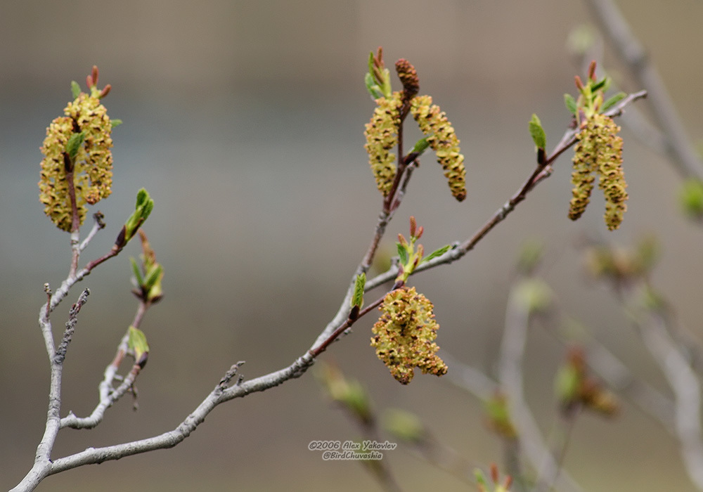 siberian alder (Alnus alnobetula fruticosa) - Botanical Realm