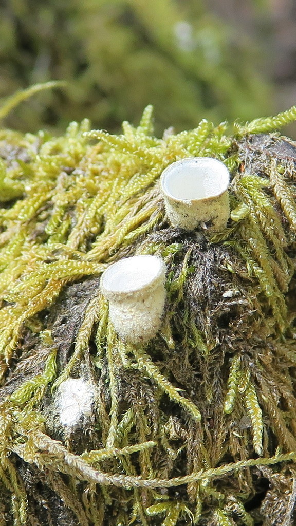Nidula from Abel Tasman National Park, Tasman, NZ on December 30, 2020 ...