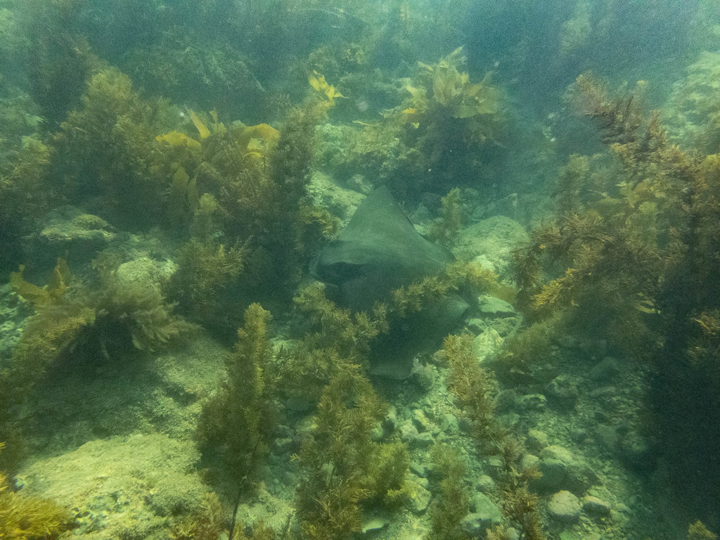 New Zealand Eagle Ray from Gisborne, New Zealand on January 06, 2021 at ...