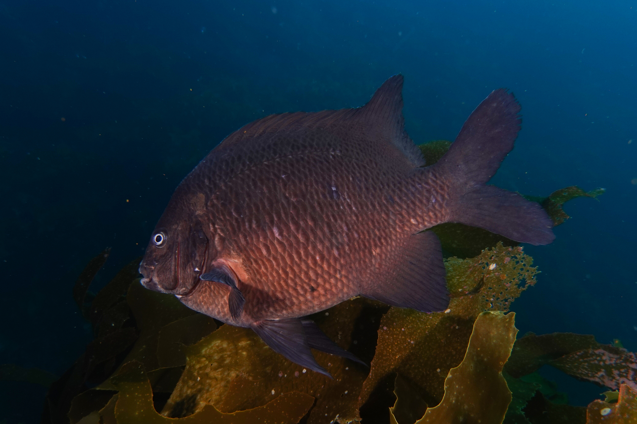 Parma alboscapularis Allen & Hoese, 1975