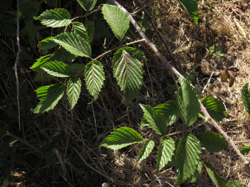 Rubus pinnatus · iNaturalist Mexico