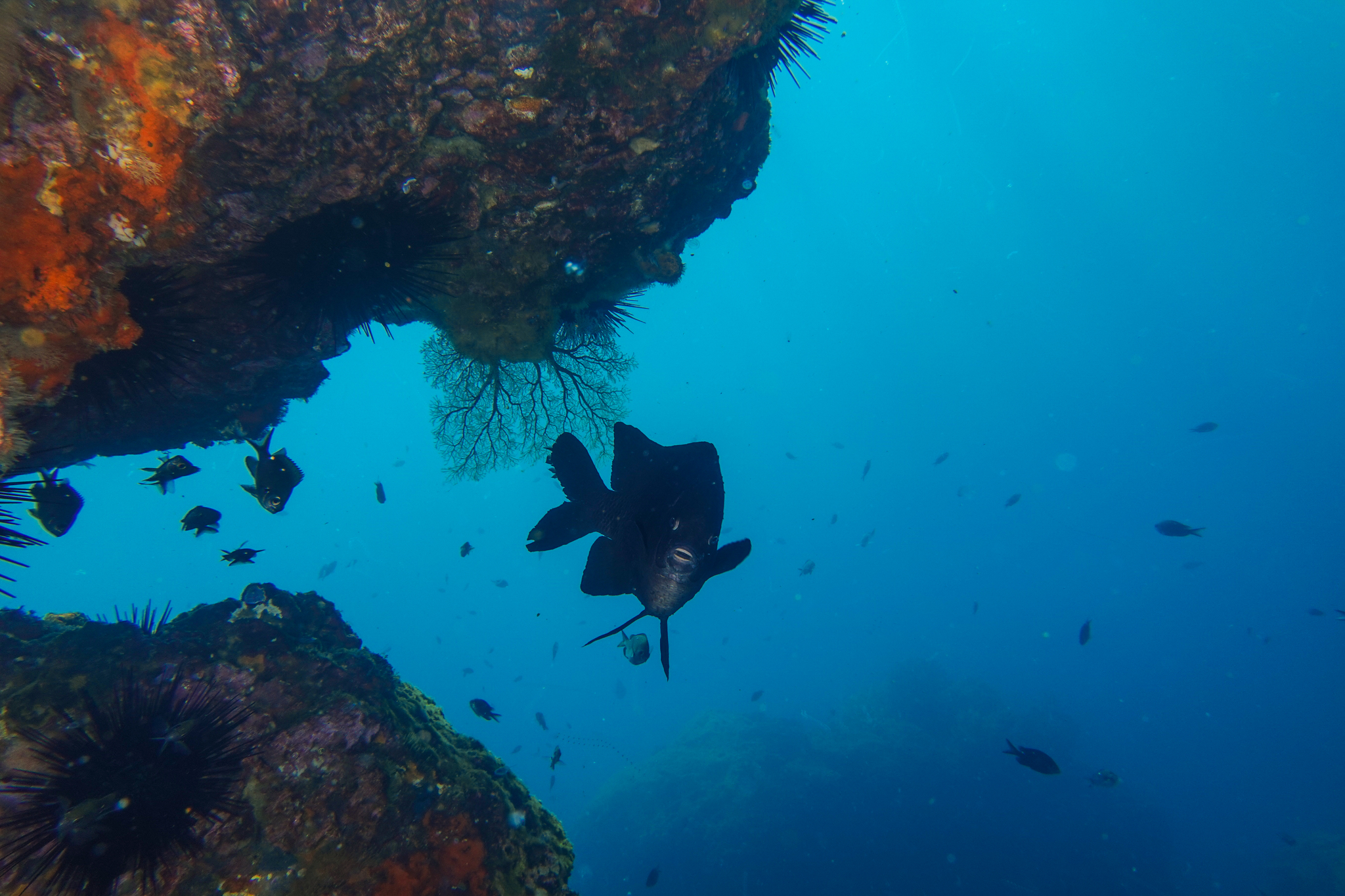 Parma alboscapularis Allen & Hoese, 1975