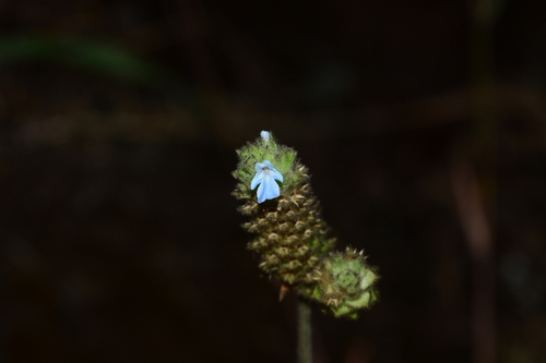 Lavandula gibsonii · iNaturalist Mexico