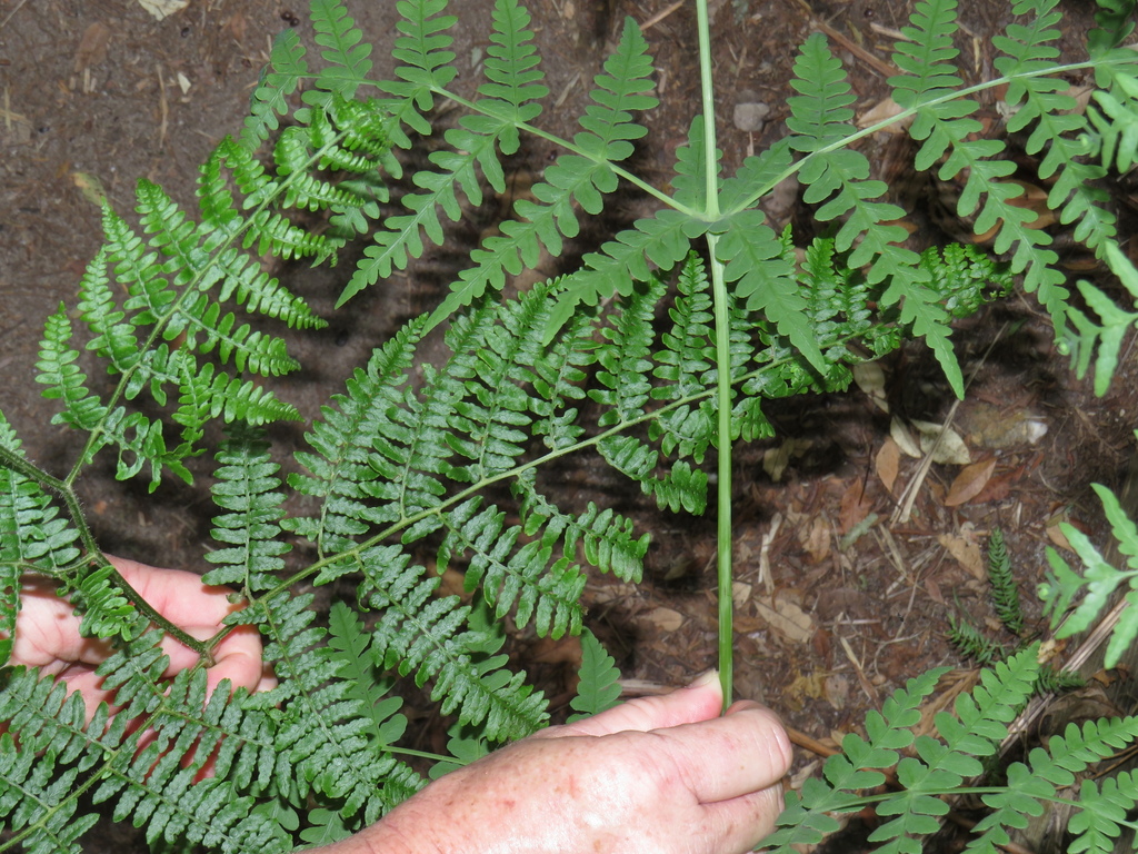 common bracken (Pteridium aquilinum) - Botanical Realm