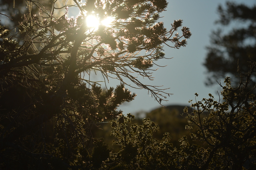 Parry pinyon from Ensenada, B.C., México on December 19, 2020 at 05:10 ...