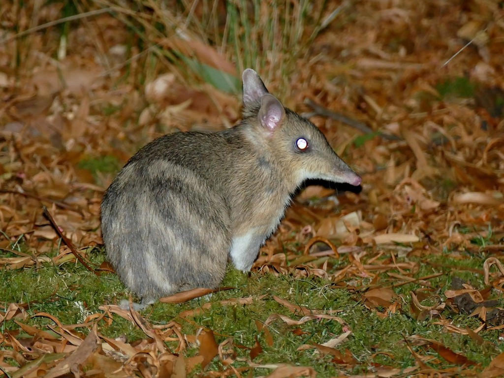 Bandicoots and Bilbies (Peramelemorphia) - Know Your Mammals