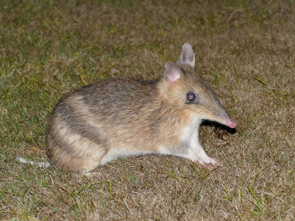 Eastern Barred Bandicoot (Perameles gunnii) - Know Your Mammals