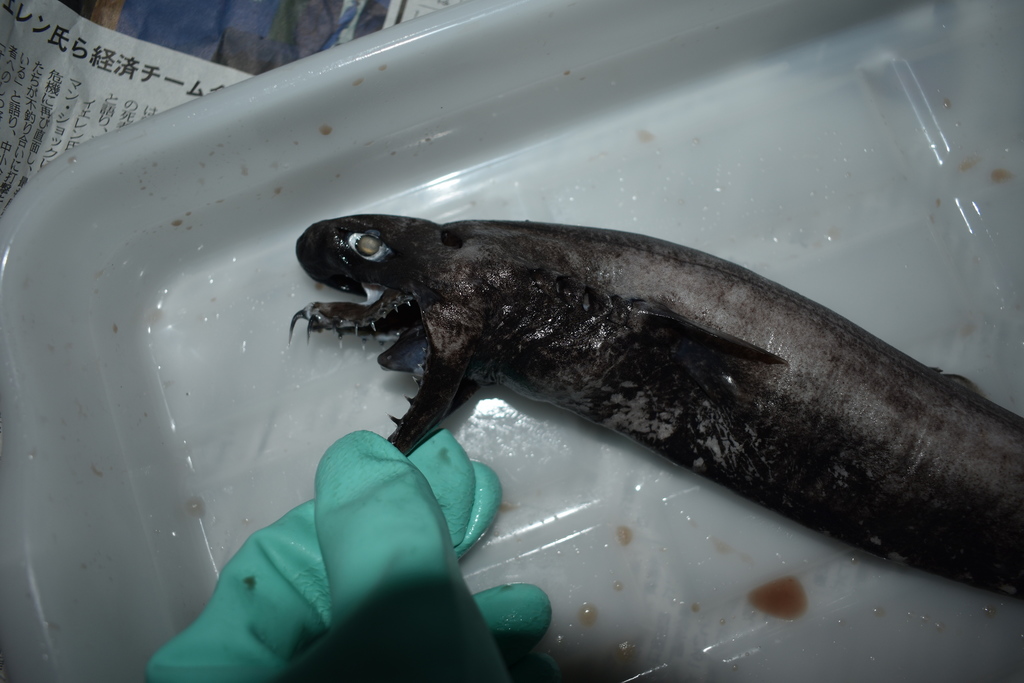 Viper Dogfish (Trigonognathus kabeyai) - Marine Life Identification