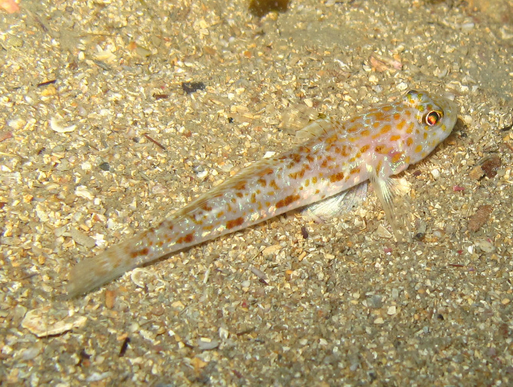 Large-scaled goby (Thorogobius macrolepis) - Marine Life Identification