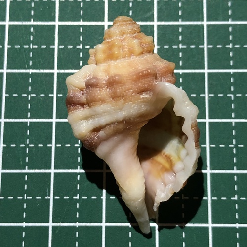 Genus Cymatium · iNaturalist