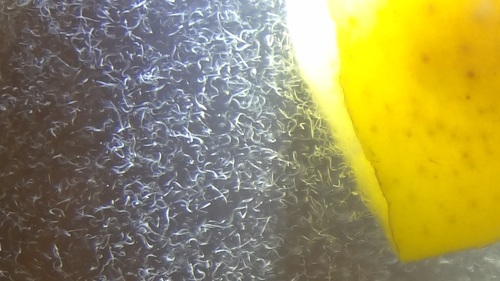 Vinegar Eel (Turbatrix aceti) · iNaturalist
