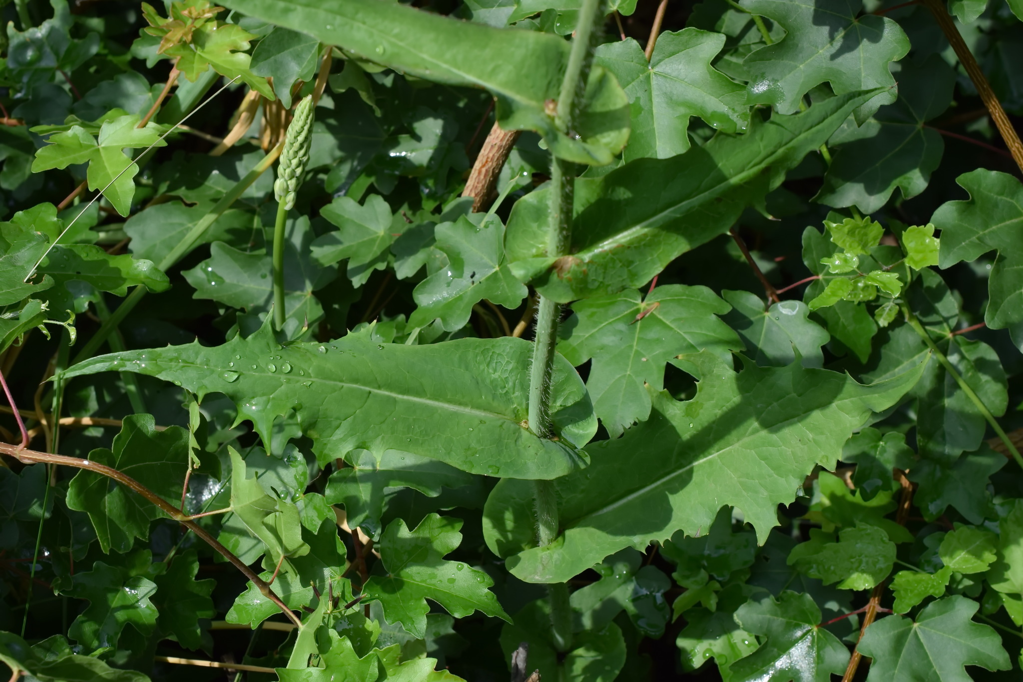 Lactuca hispida DC.