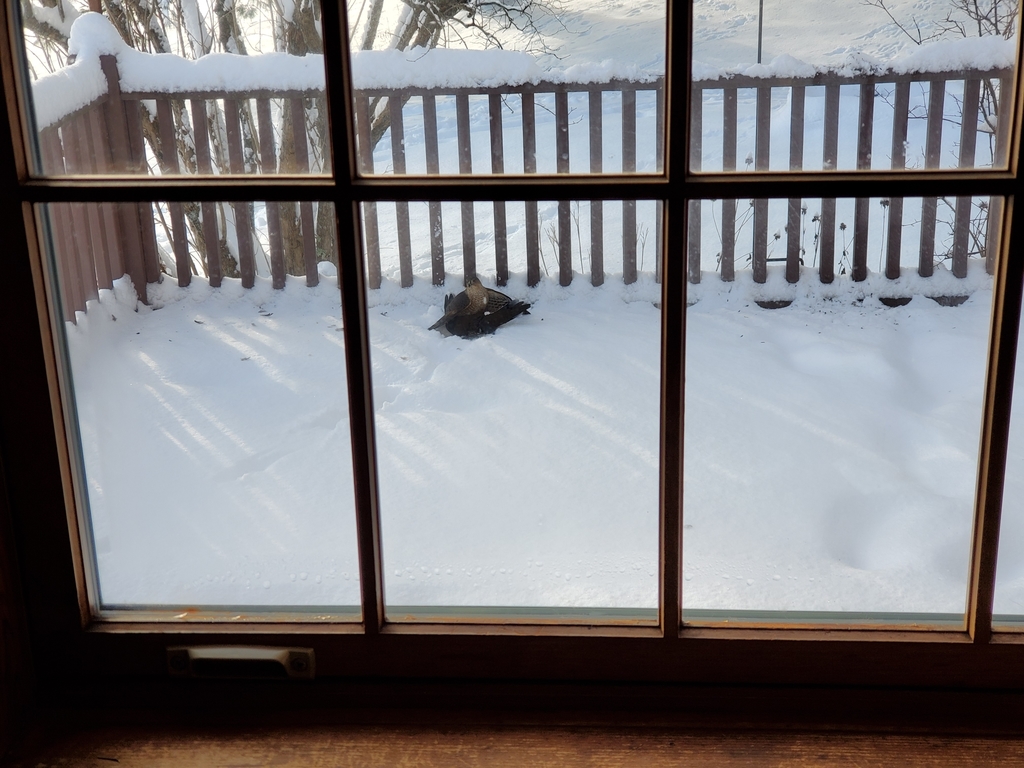 Sharp-shinned Hawk in January 2021 by tallaperl. Sharp-shinned hawk or ...
