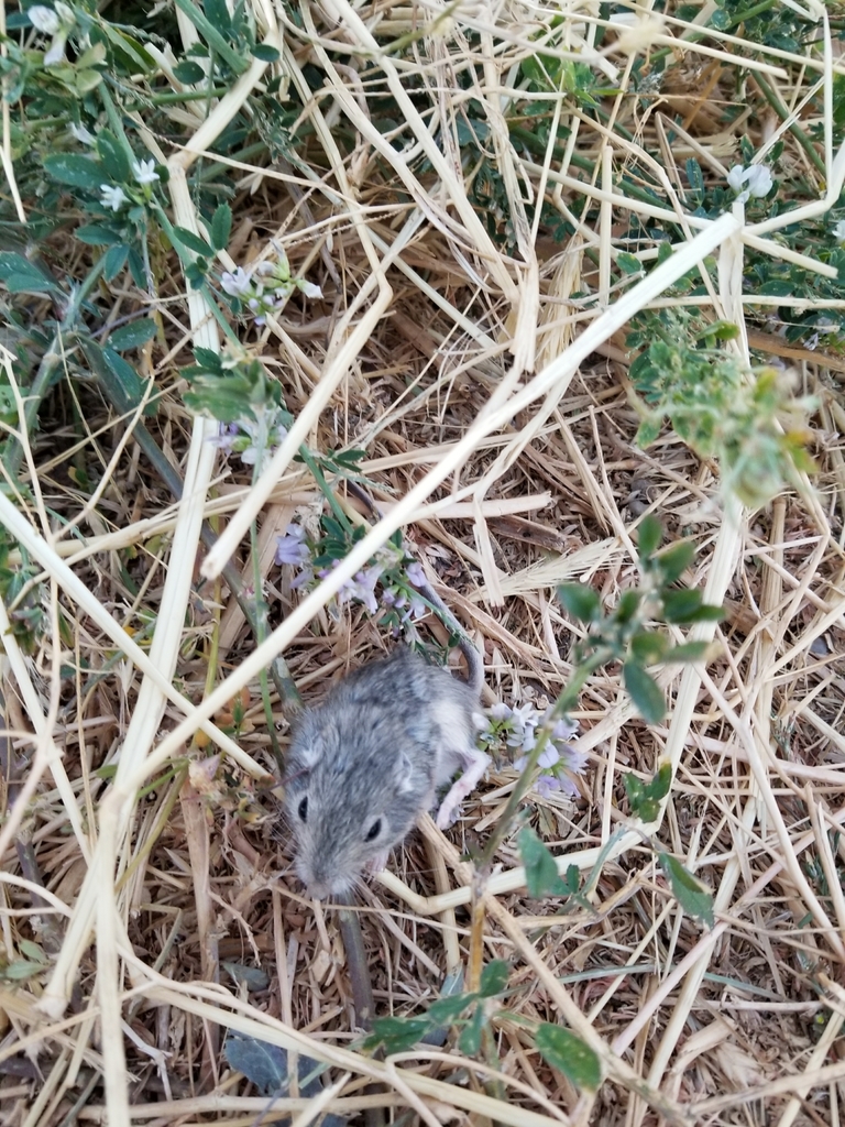 Western Harvest Mouse from 201 Whitetail Way, Chelan, WA 98816, USA on ...
