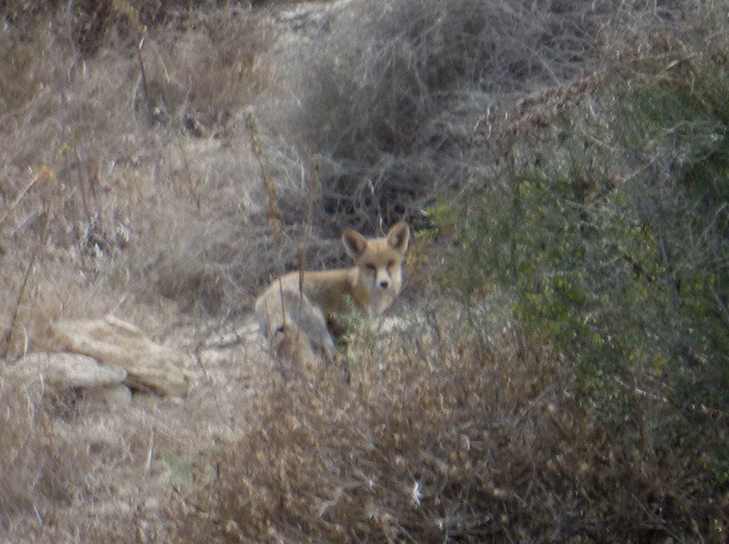 Cyprus Red Fox (Vulpes vulpes indutus) - Know Your Mammals