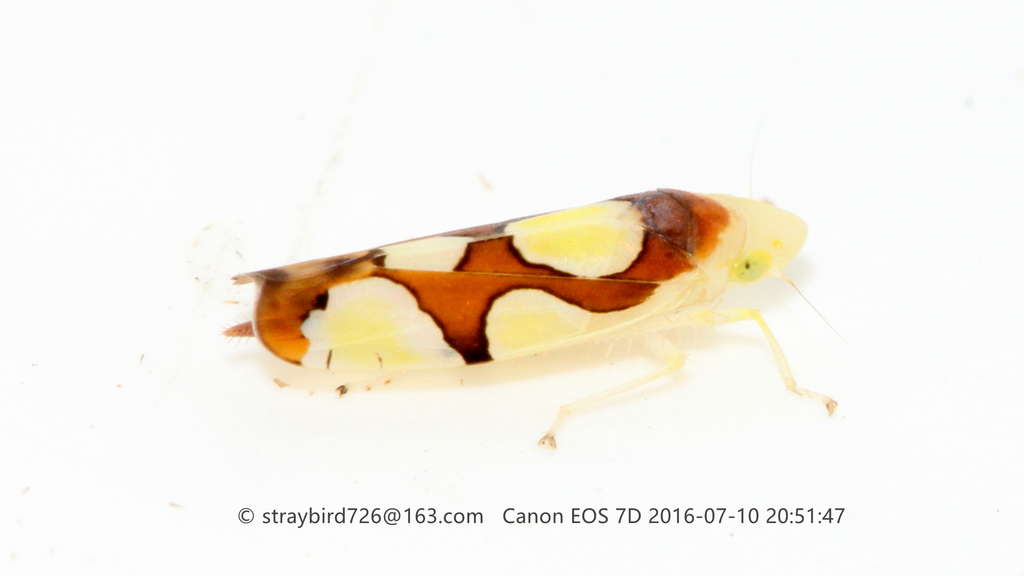 Oniella honesta from 中国北京市门头沟区 on July 10, 2016 at 08:51 PM by Nan Yang ...