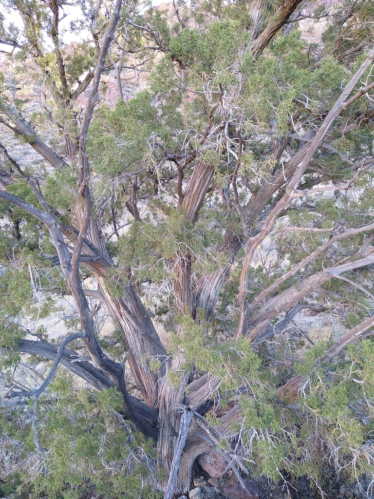redberry juniper from Ajo, AZ 85321, USA on January 3, 2021 at 10:44 AM ...