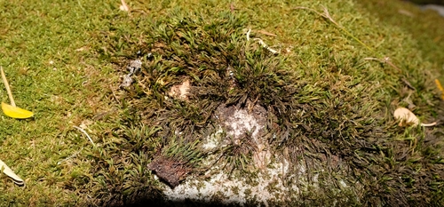 Pyrrhobryum vallis-gratiae · iNaturalist