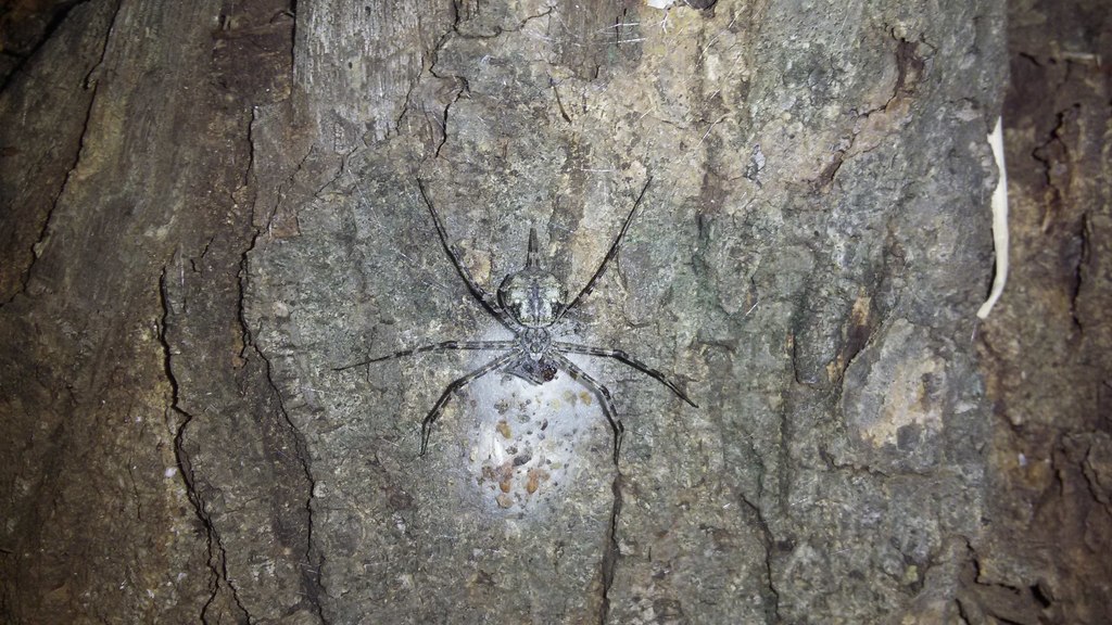 Common Long Spinnered Tree Spider from Bosveld, South Africa on ...