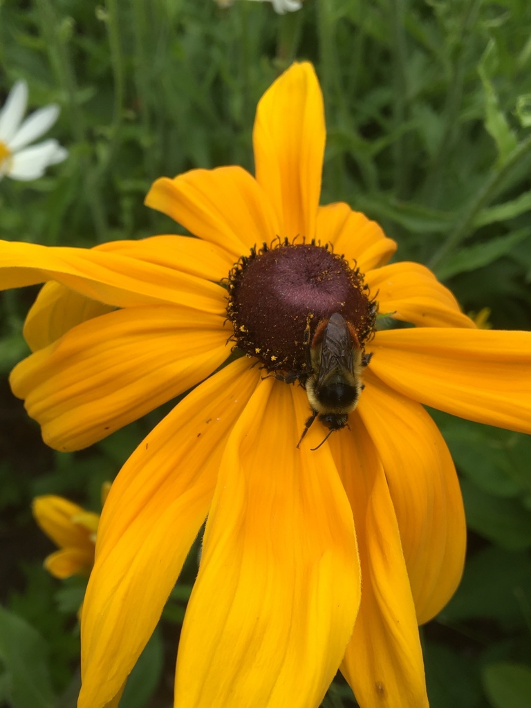 Red-belted Bumble Bee from Douglasdale, Calgary, AB T2Z, Canada on July ...