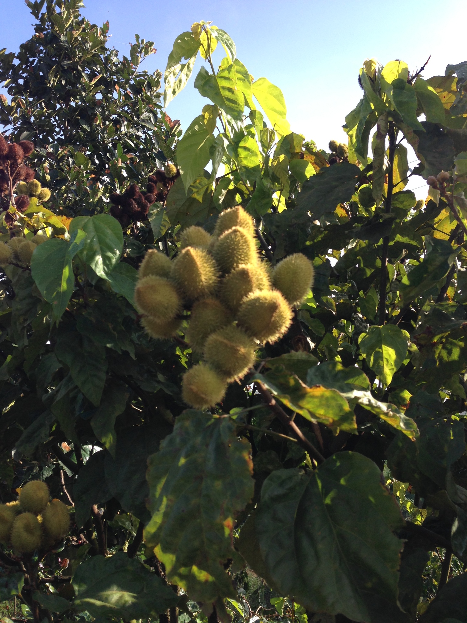 Bixa urucurana Willd.