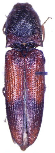 Lacon pollinaria · iNaturalist