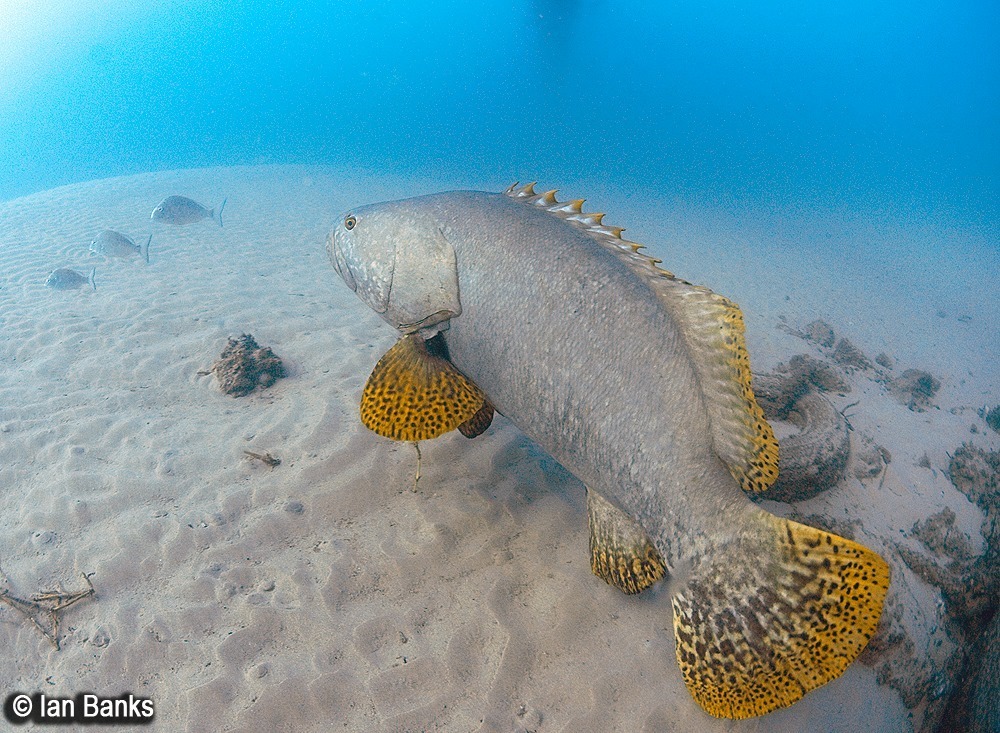 Giant Grouper from Gold Coast Seaway QLD Australia on June 7, 2017 by ...
