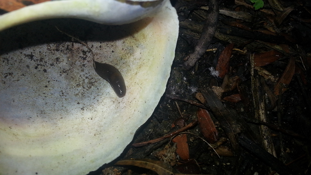 Meadow Slug from La Capital, Santa Fe, Argentina on September 18, 2015 ...